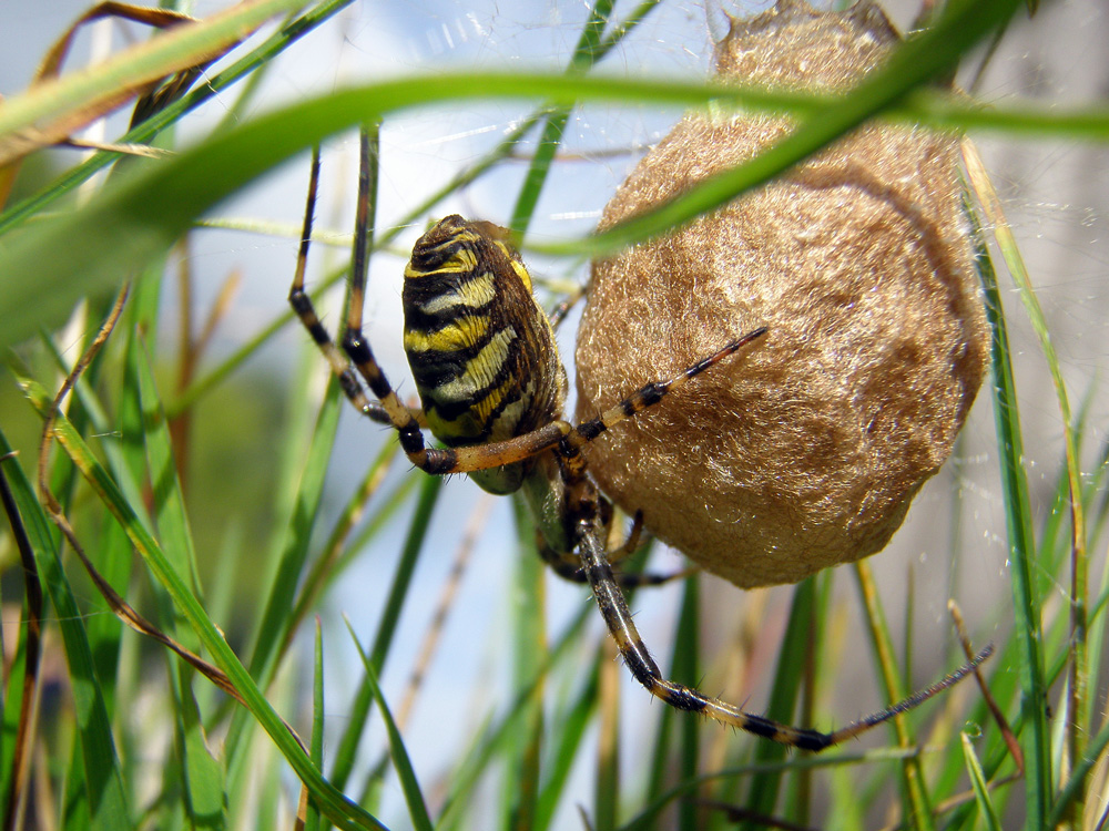Wespenspinne mit Nest Foto & Bild | tiere, zoo, wildpark & falknerei ...