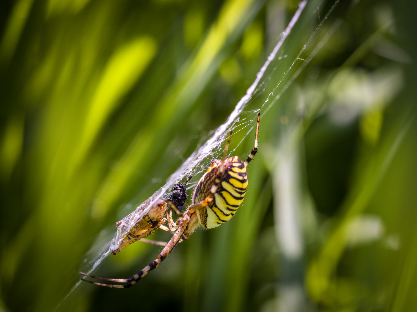Wespenspinne, nach dem Frühstück Foto & Bild | natur, tiere, wildlife ...