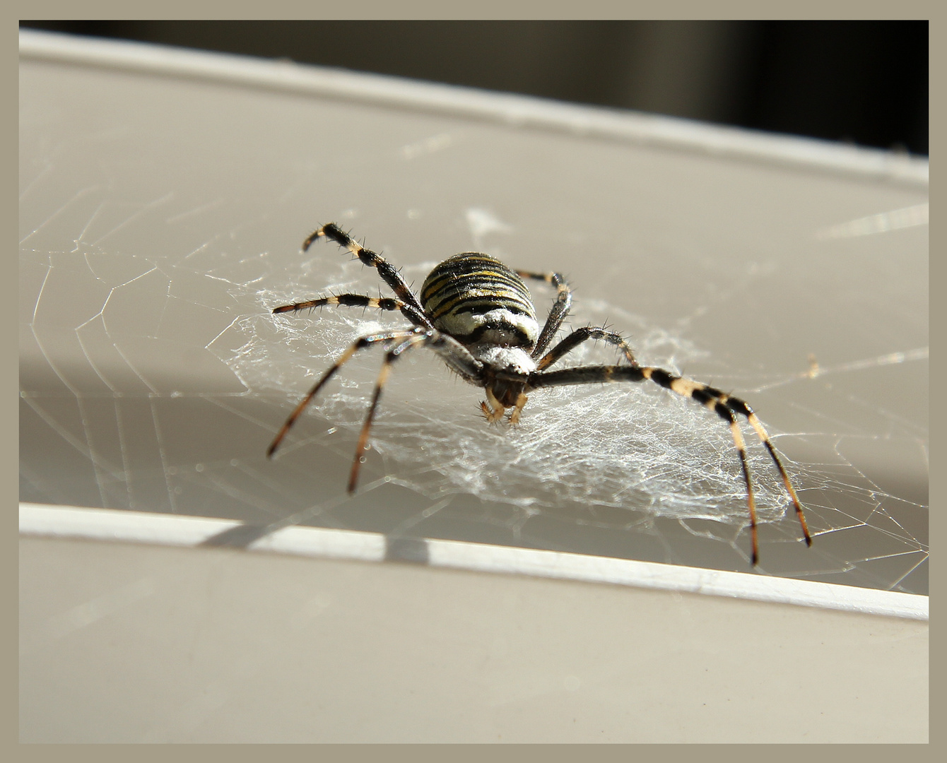 Wespenspinne von vorne Foto & Bild | tiere, wildlife, spinnen Bilder ...