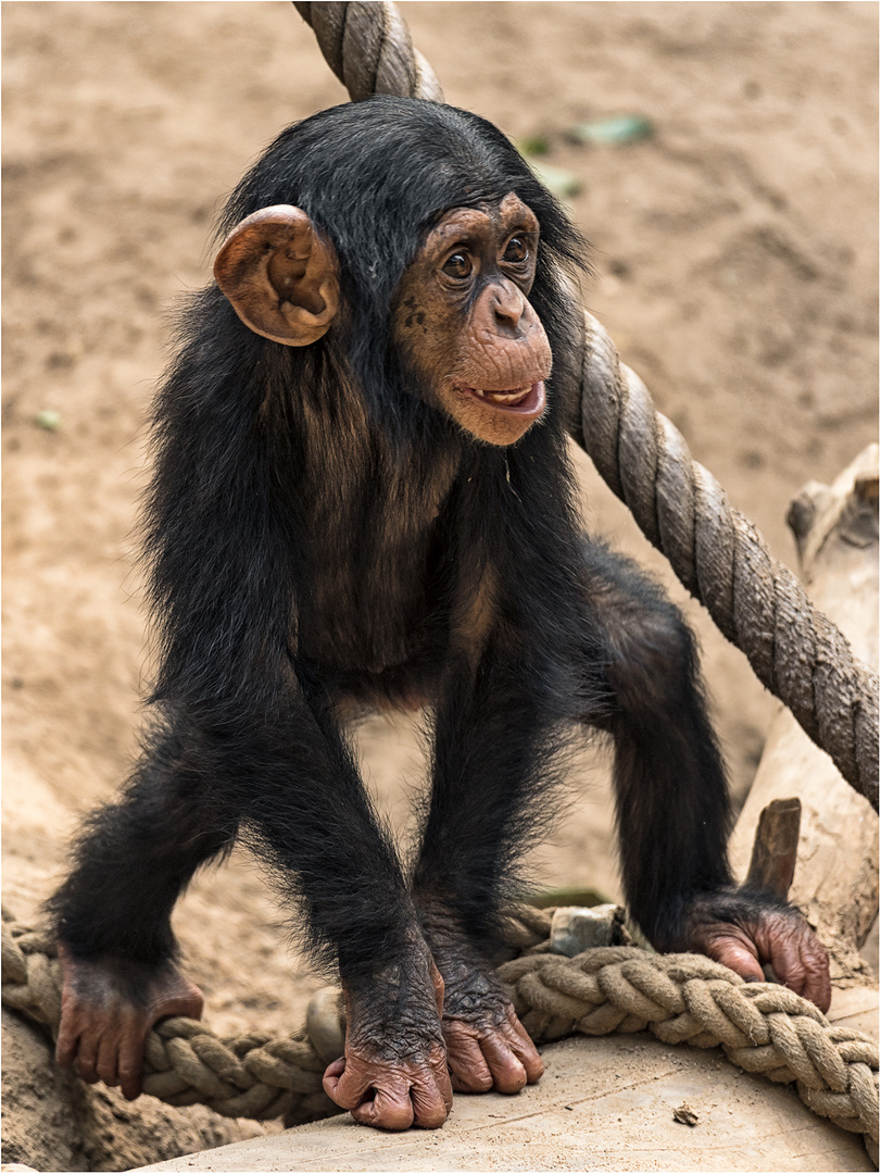 Westafrikanischer Schimpanse Foto & Bild | nature, natur, portrait ...
