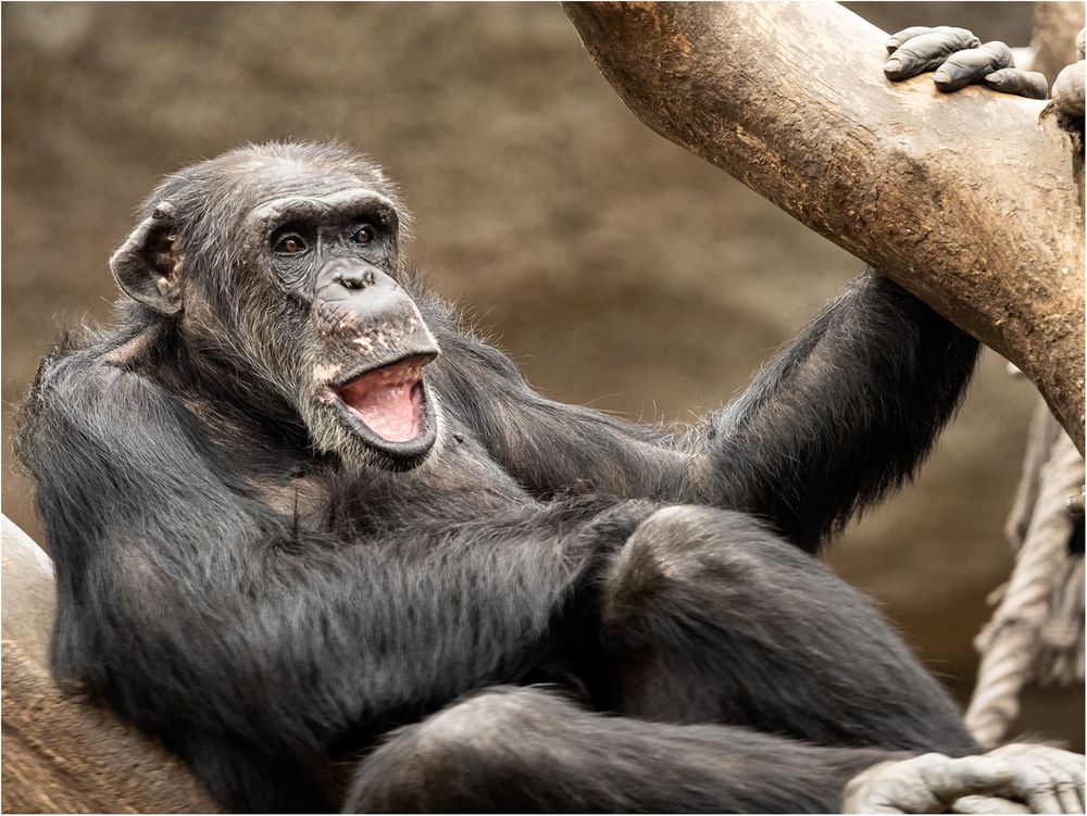 Westafrikanischer Schimpanse Foto & Bild | nature, natur, portrait ...