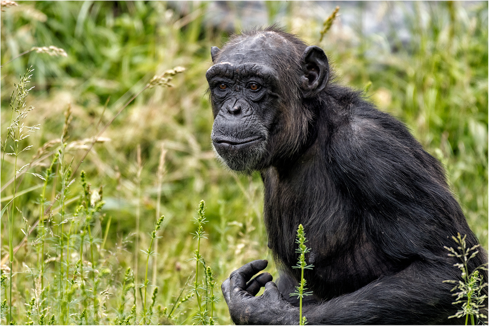Westafrikanischer Schimpanse Foto & Bild | nature, natur, portrait ...