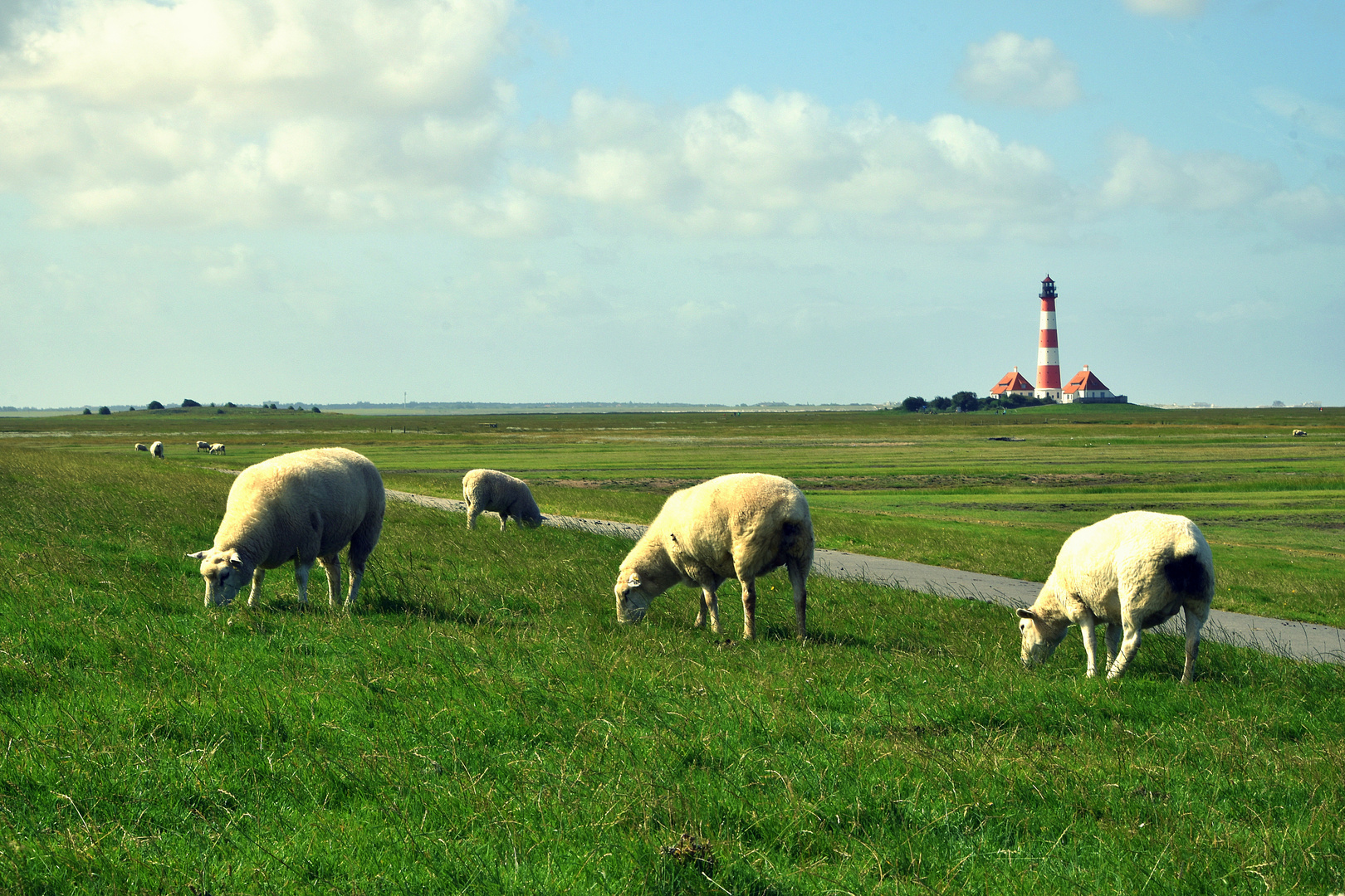 Westerhever Foto & Bild | reisen , leuchtturm, schafe Bilder auf ...