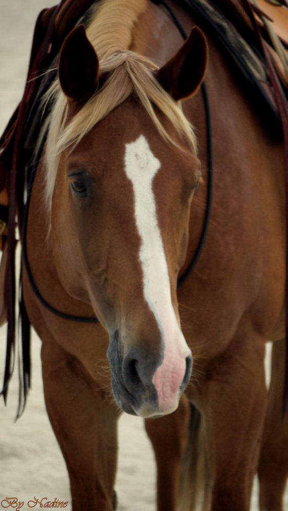 Westernpferd Foto & Bild | tiere, natur Bilder auf fotocommunity