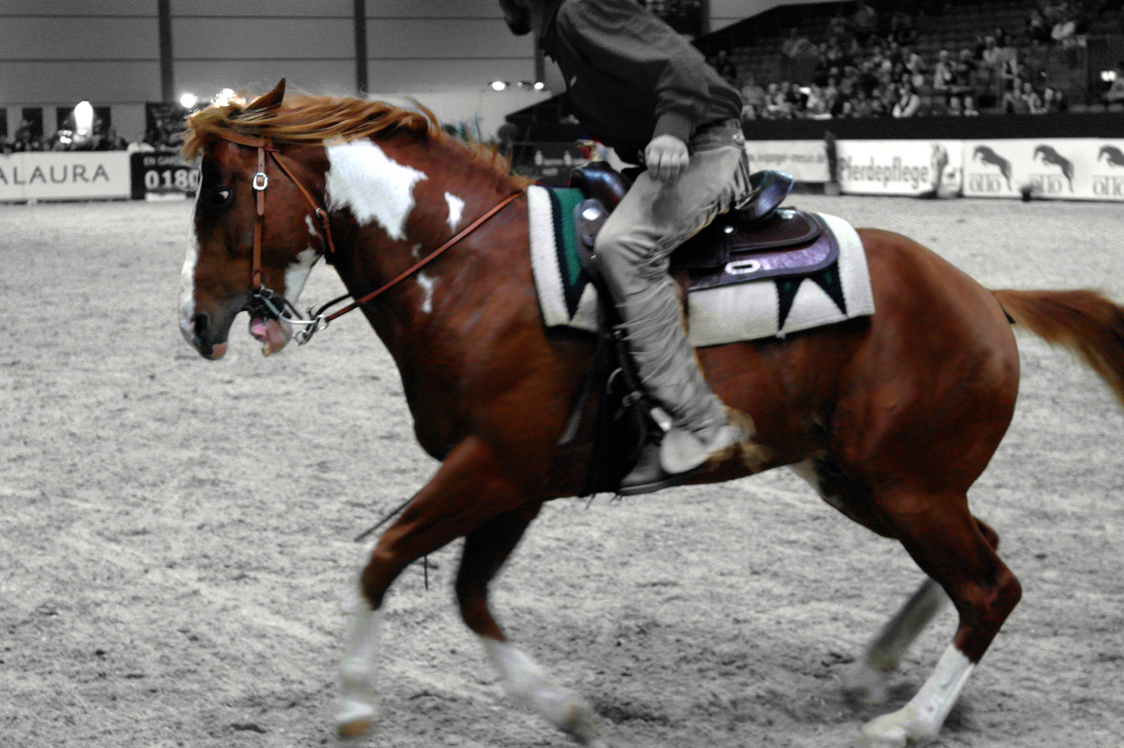 Westernreiten Foto & Bild | tiere, haustiere, pferde, esel, maultiere ...