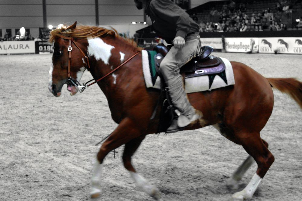 Westernreiten Foto & Bild | tiere, haustiere, pferde, esel, maultiere ...