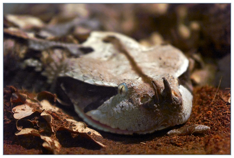 westliche Gabunviper (Bitis gabonica rhinocerus) Foto & Bild | tiere ...