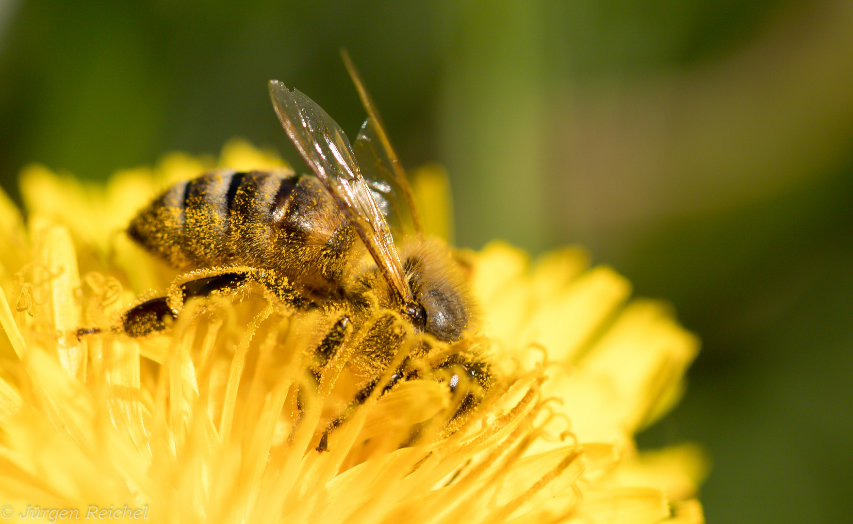 westliche Honigbiene... Foto & Bild | tiere, wildlife, insekten Bilder ...