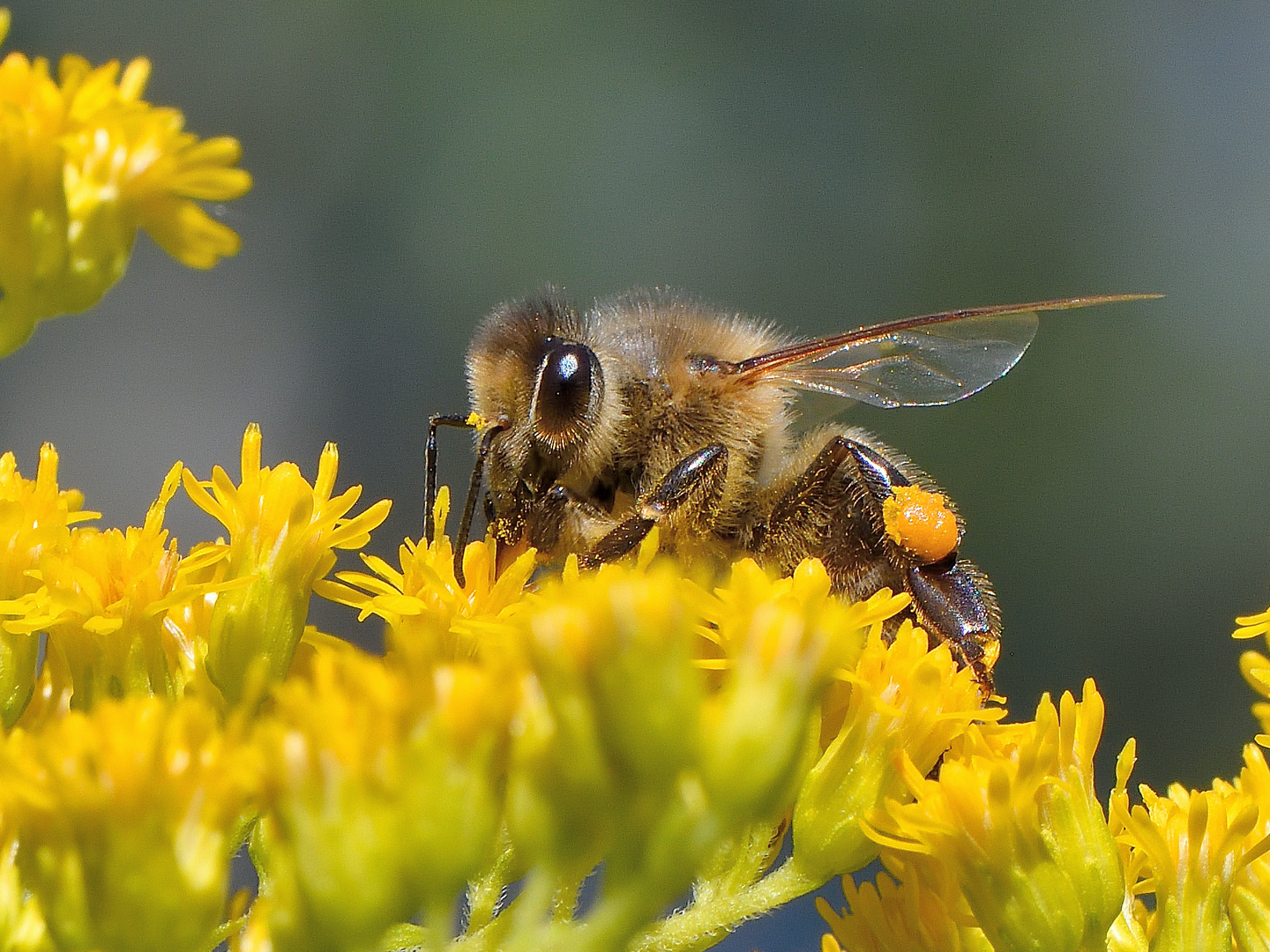 Westliche Honigbiene Foto & Bild | tiere, wildlife, insekten Bilder auf ...