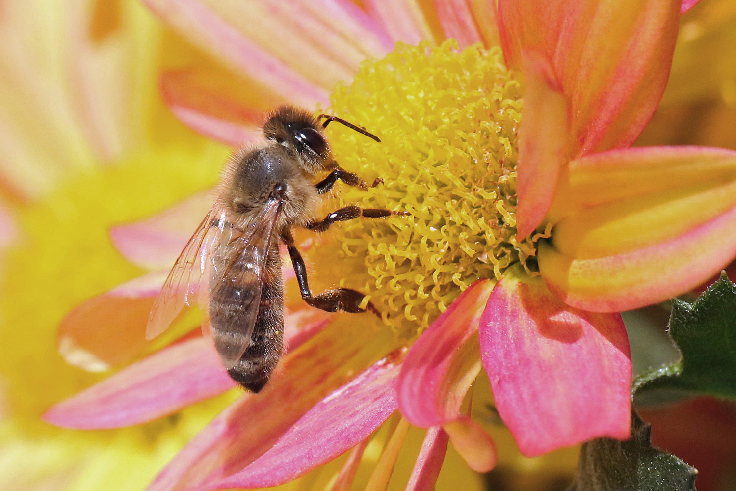 Westliche Honigbiene Foto & Bild | fotos, makro, natur Bilder auf ...