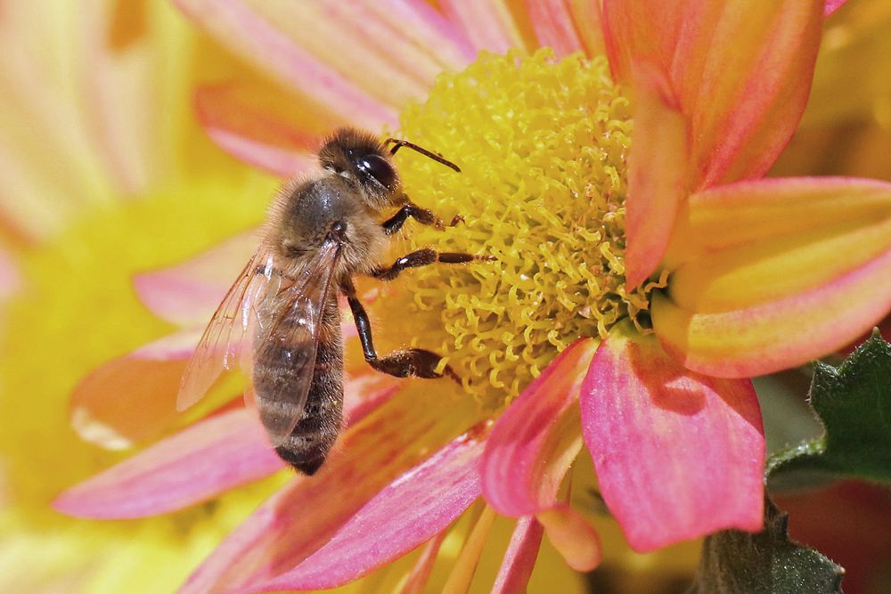 Westliche Honigbiene Foto & Bild | fotos, makro, natur Bilder auf ...