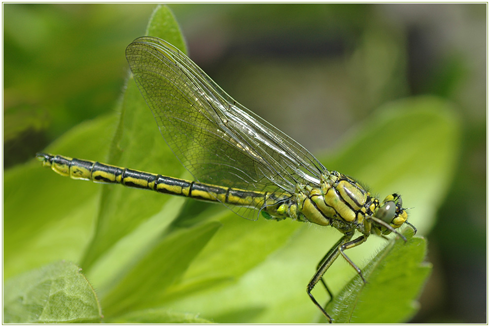 Westliche Keiljungfer (Gomphus pulchellus) Foto & Bild | tiere ...