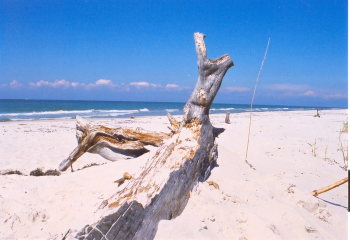 weststrand/Prerow Foto & Bild | landschaft, meer & strand, natur Bilder ...