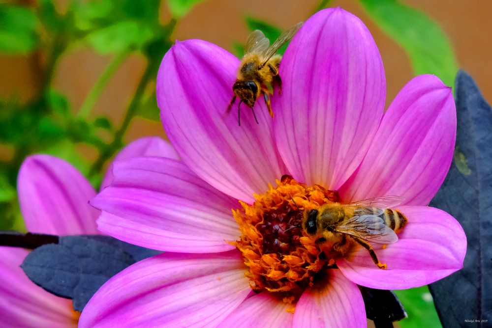 Wettbewerb um die Pollen Foto & Bild | tiere, wildlife, insekten Bilder ...