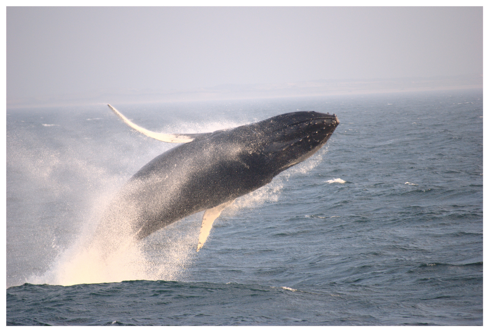 Whale Watching Cape Cod USA 2010 Foto & Bild | tiere, wildlife, fische ...