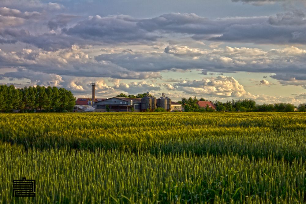Wheatfield Foto & Bild | landscape, coastal areas, nature Bilder auf ...