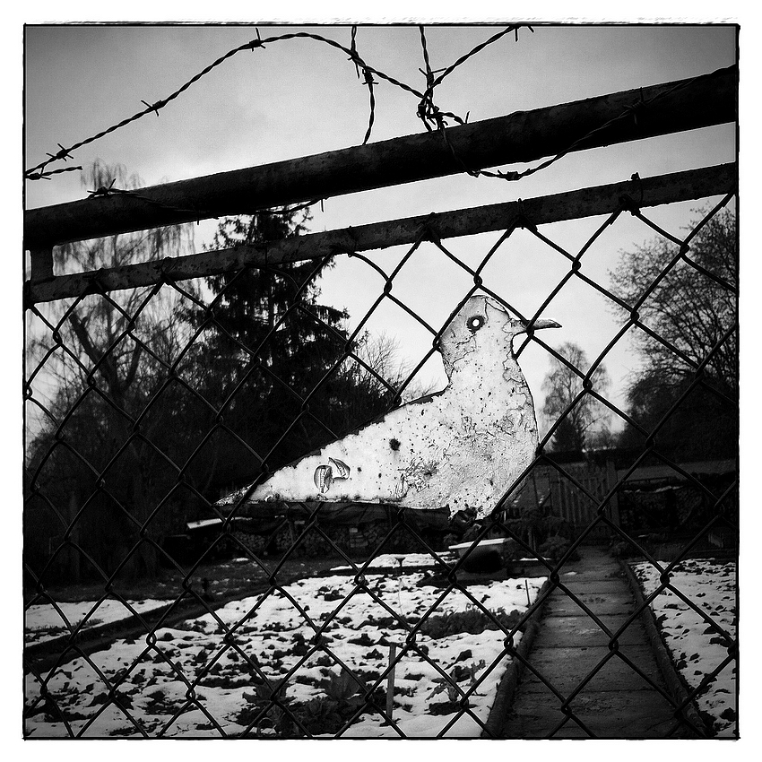 when doves cry Foto & Bild | fotokunst, monochrome fine art, stills ...