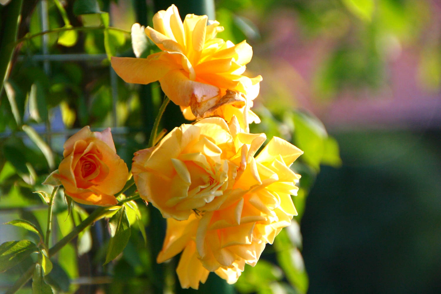 Where the (wild) roses grow Foto & Bild | pflanzen, pilze & flechten ...