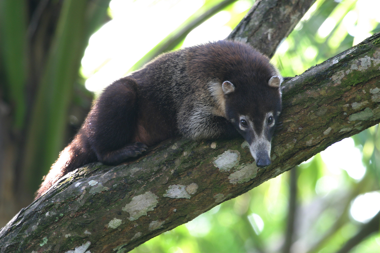 White-nosed Coati (Nasua narica) Foto & Bild | tiere, wildlife ...