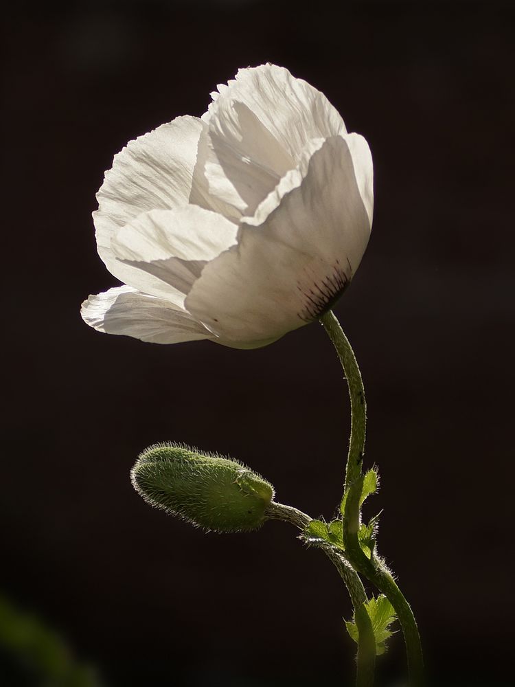 White Poppy Foto & Bild | makro, frühling, natur Bilder auf fotocommunity