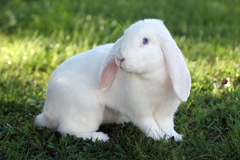 White Rabbit Foto & Bild | tiere, haustiere, nagetiere & kaninchen ...