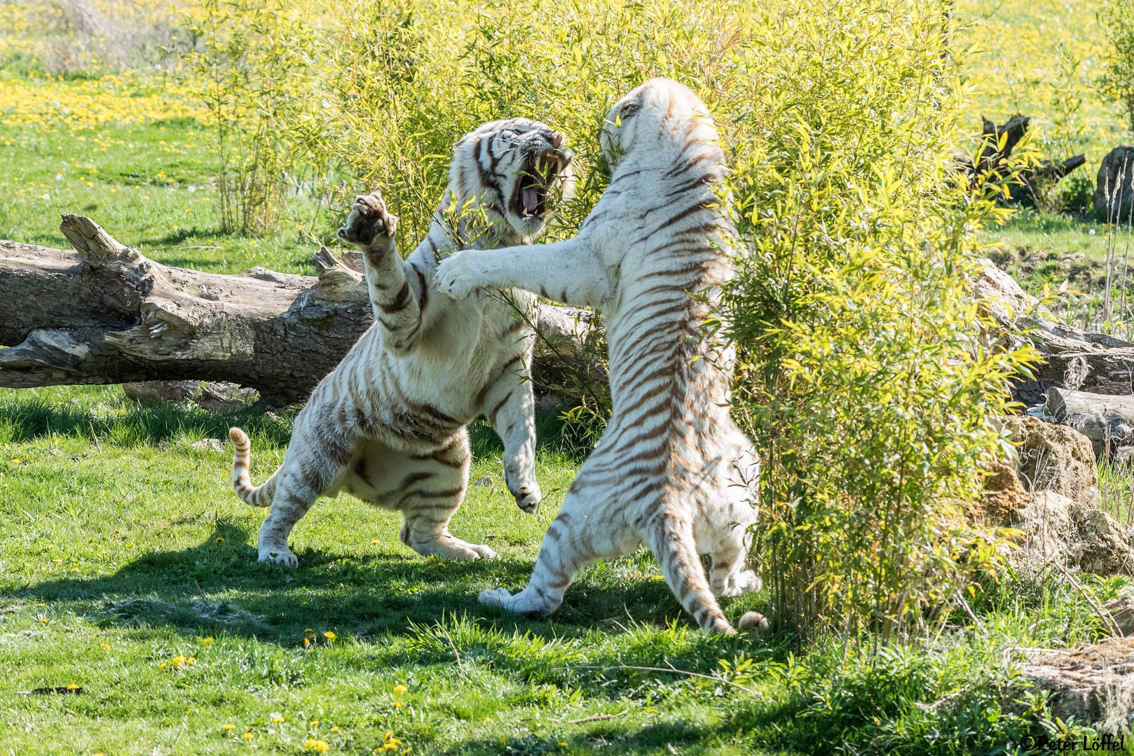 White Tigers Fighting