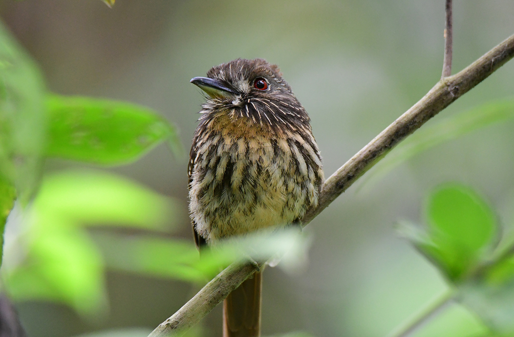 White-whiskered Puffbird Foto & Bild | tiere, wildlife, wild lebende ...