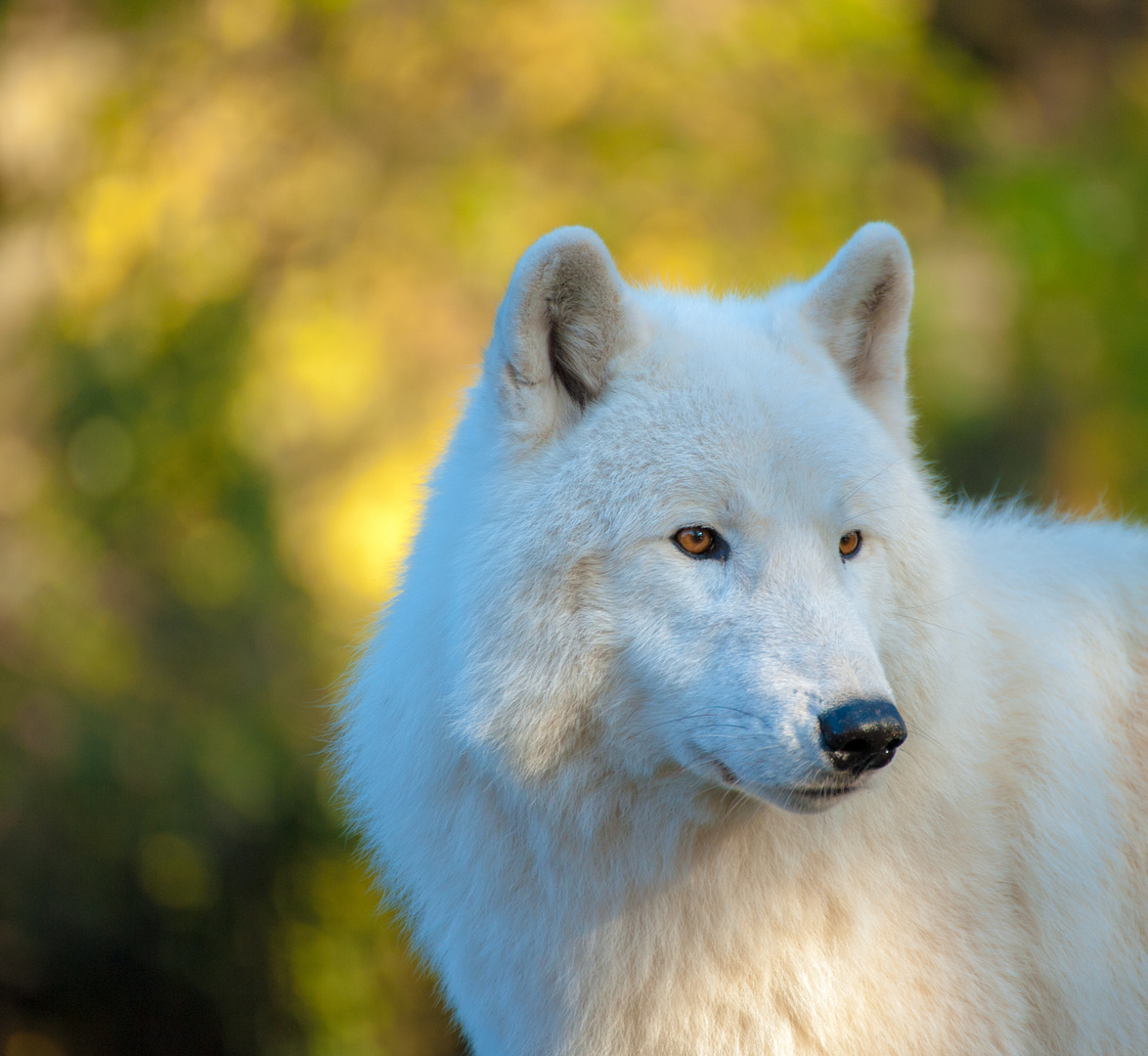 white wolf Foto & Bild | emotionen, jahreszeiten, herbst Bilder auf ...