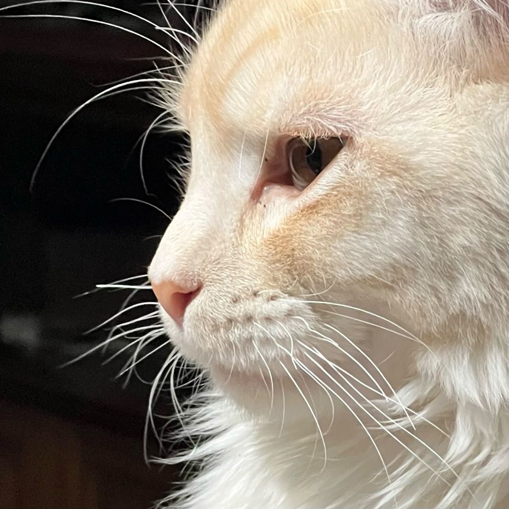 Whity Foto & Bild | tiere, haustiere, katzen Bilder auf fotocommunity