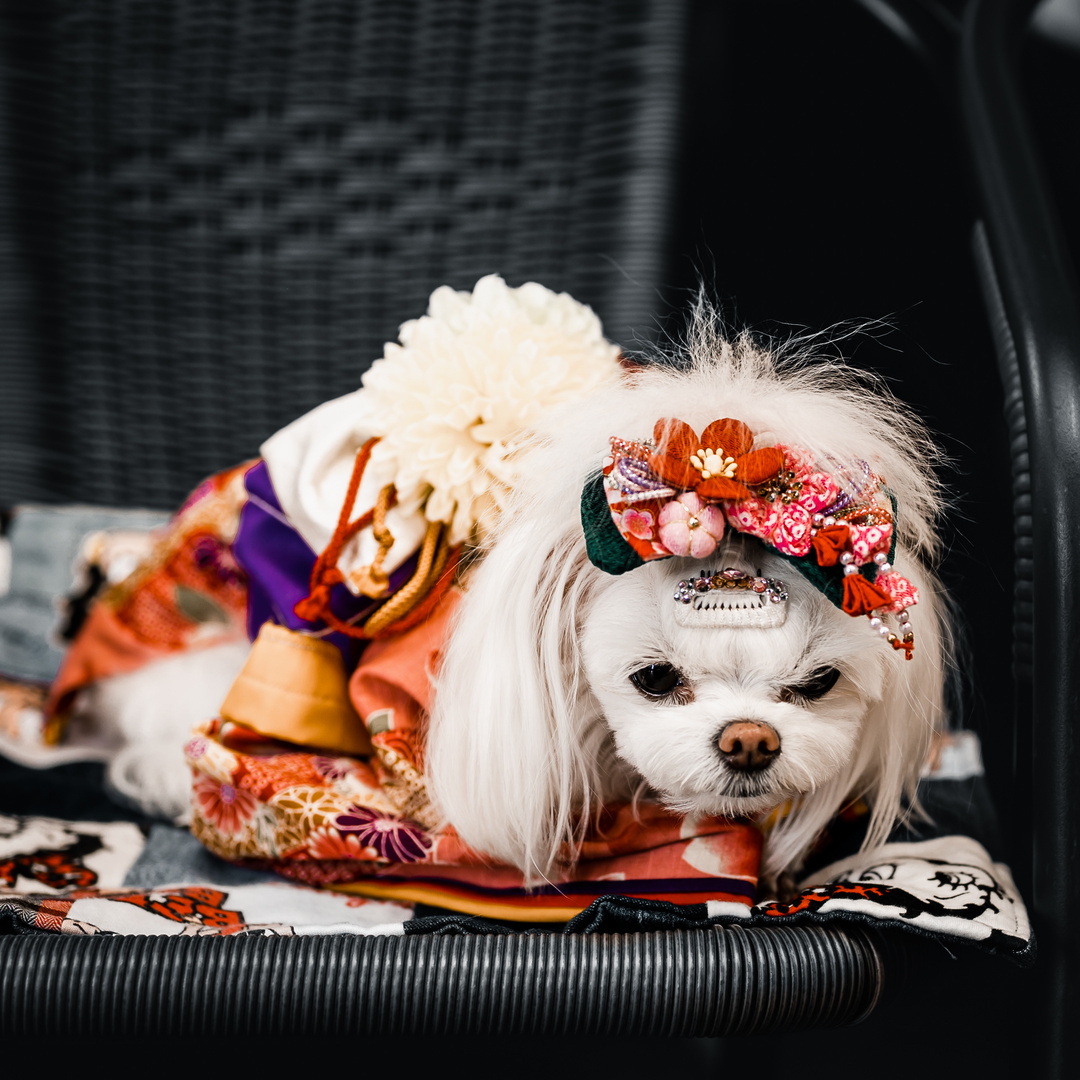 Who Let the Dogs Out Lied von Baha Men Foto & Bild | tiere, hund, japan ...