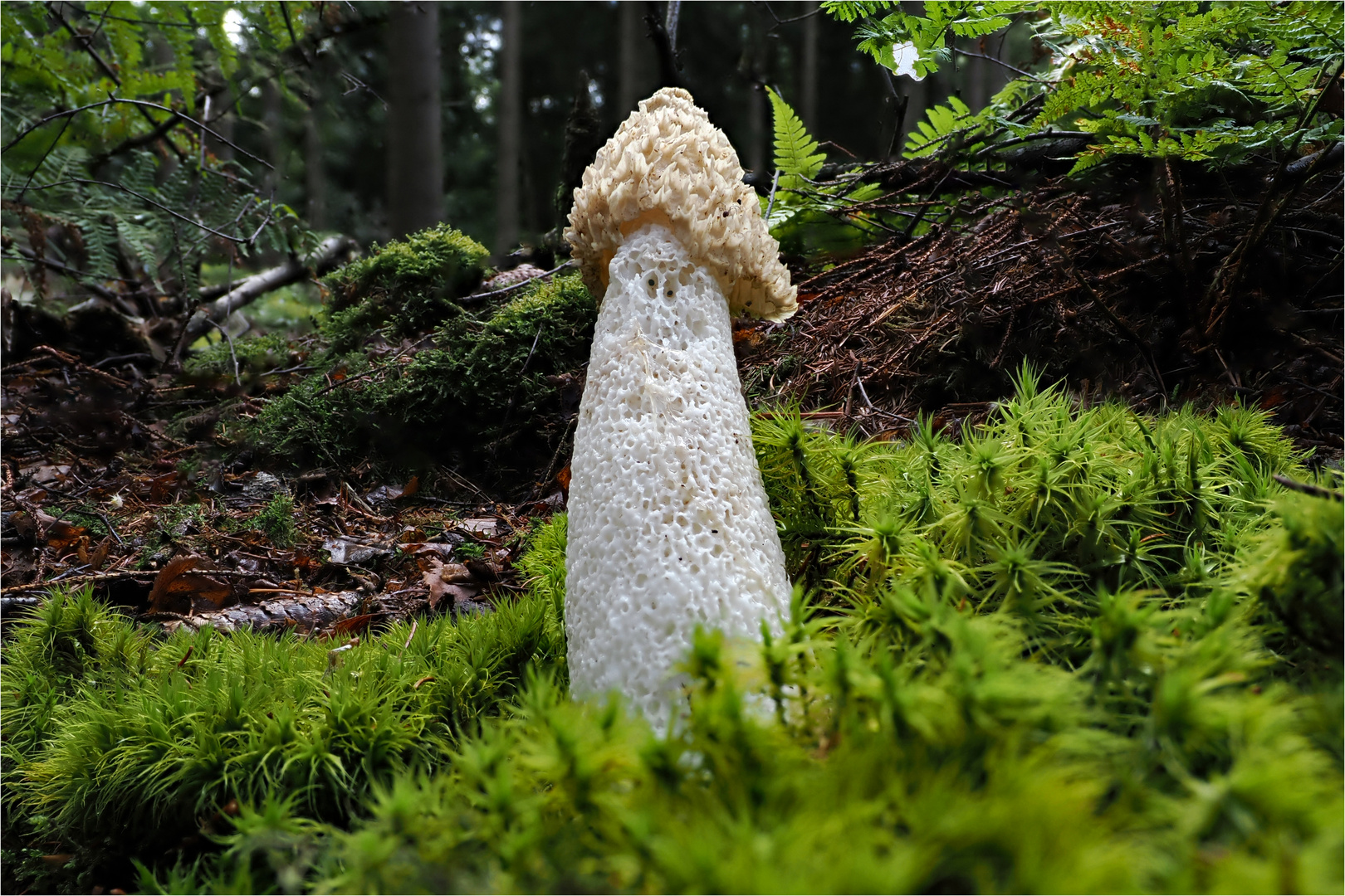 Wicht mit Mopp-Frisur ..... Foto & Bild | pflanzen, pilze & flechten ...