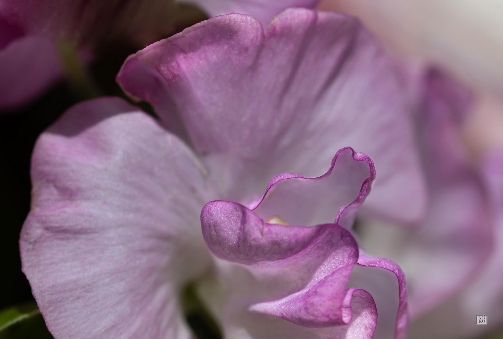 Wicken Foto & Bild | natur-makros, projekte, abstraktes Bilder auf ...