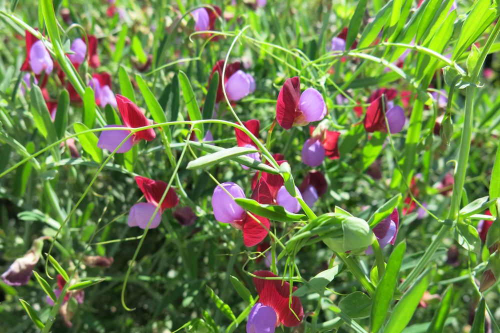 Wicken Foto & Bild | natur, landschaft, pflanzen Bilder auf fotocommunity