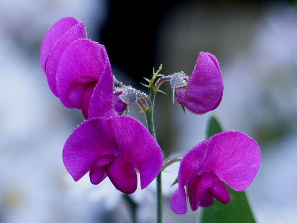 - Wicken - Foto & Bild | pflanzen, pilze & flechten, rankgewächse ...
