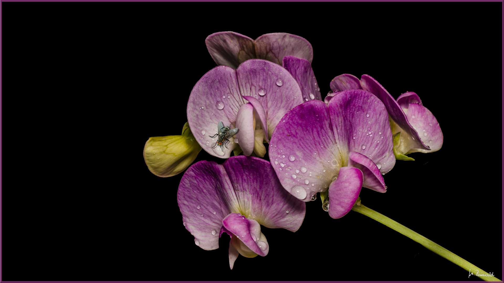 Wicken Foto & Bild | sommer, natur, blumen Bilder auf fotocommunity