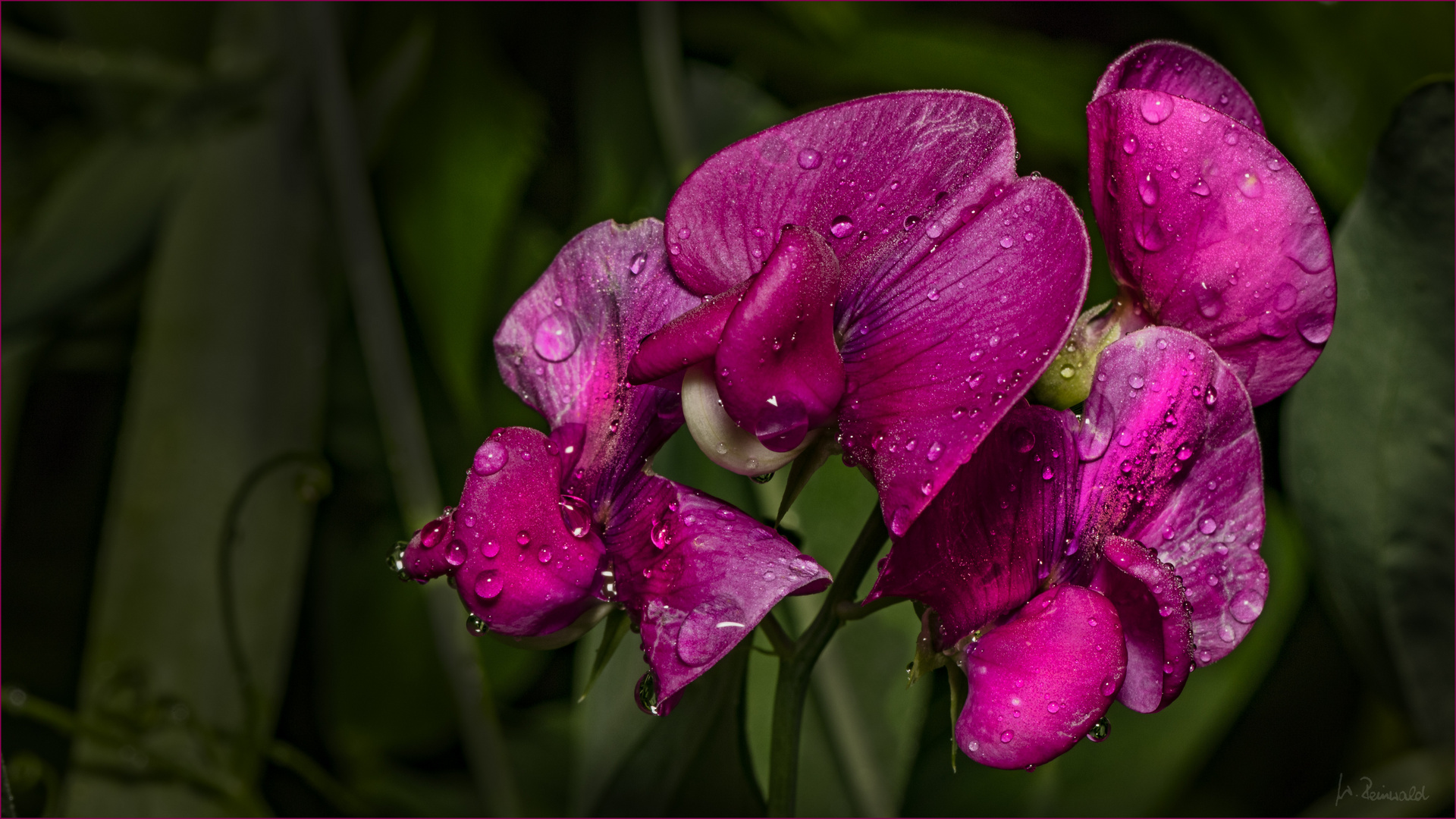 Wicken Foto & Bild | pink, natur, blumen Bilder auf fotocommunity