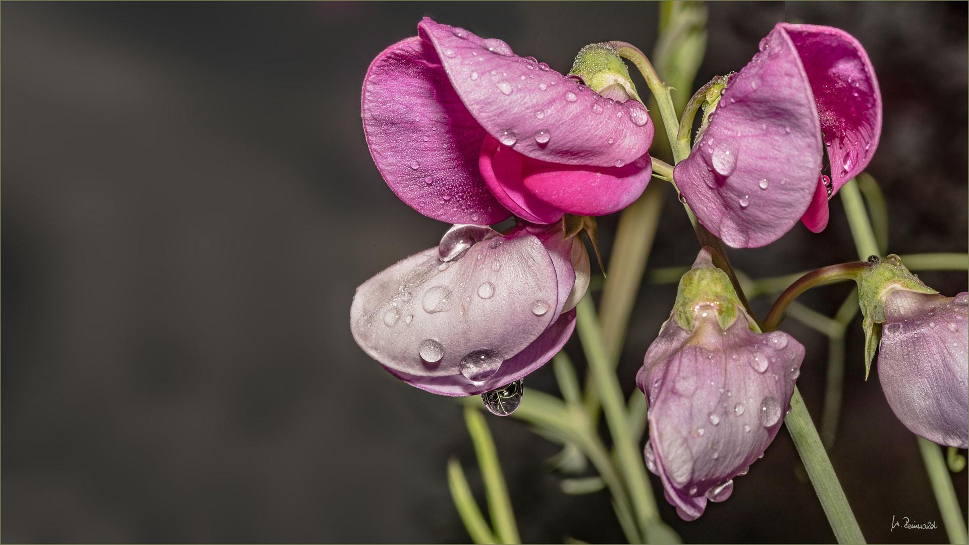 ~~ Wicken ~~ Foto & Bild | art, spezial, makro Bilder auf fotocommunity