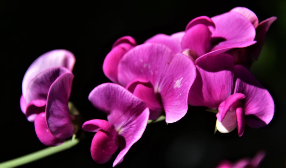 Wicken ..... Foto & Bild | pflanzen, pilze & flechten, blüten ...