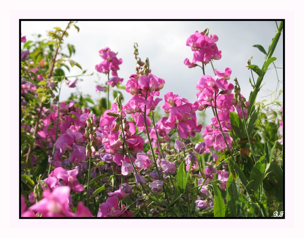 Wicken Foto & Bild | pflanzen, pilze & flechten, blüten ...