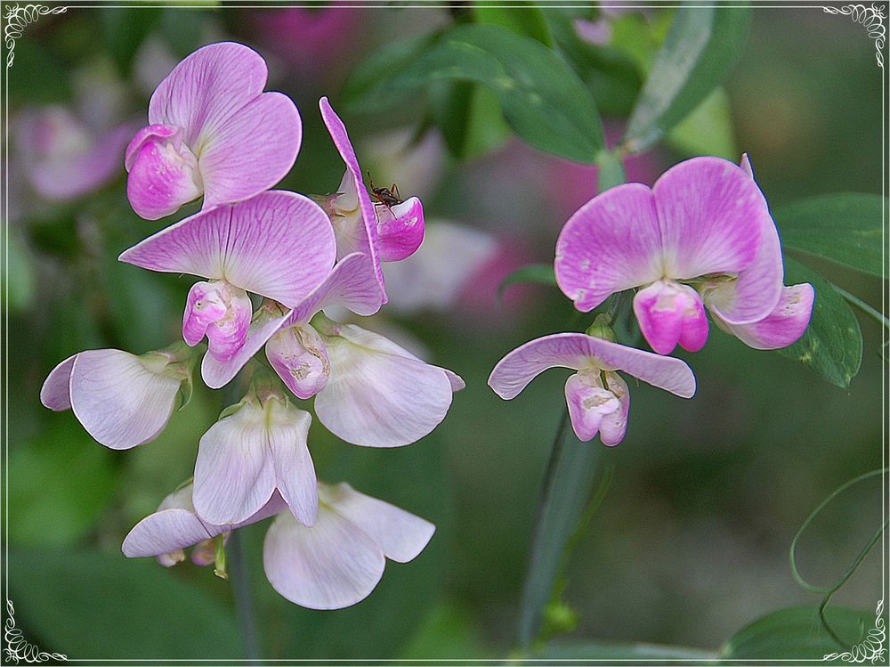 Wicken Foto & Bild | natur, pflanzen, blüten Bilder auf fotocommunity