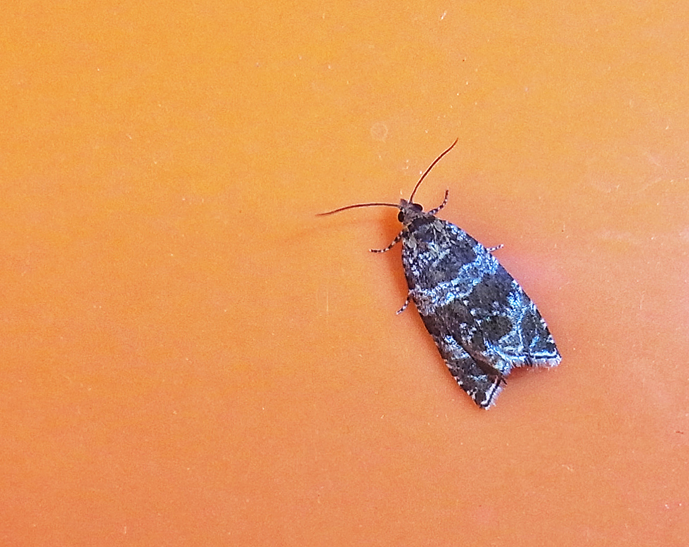 Wickler? Foto & Bild | natur, nachtfalter, insekten Bilder auf ...