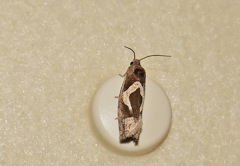 Wickler Foto & Bild | tiere, wildlife, schmetterlinge Bilder auf ...