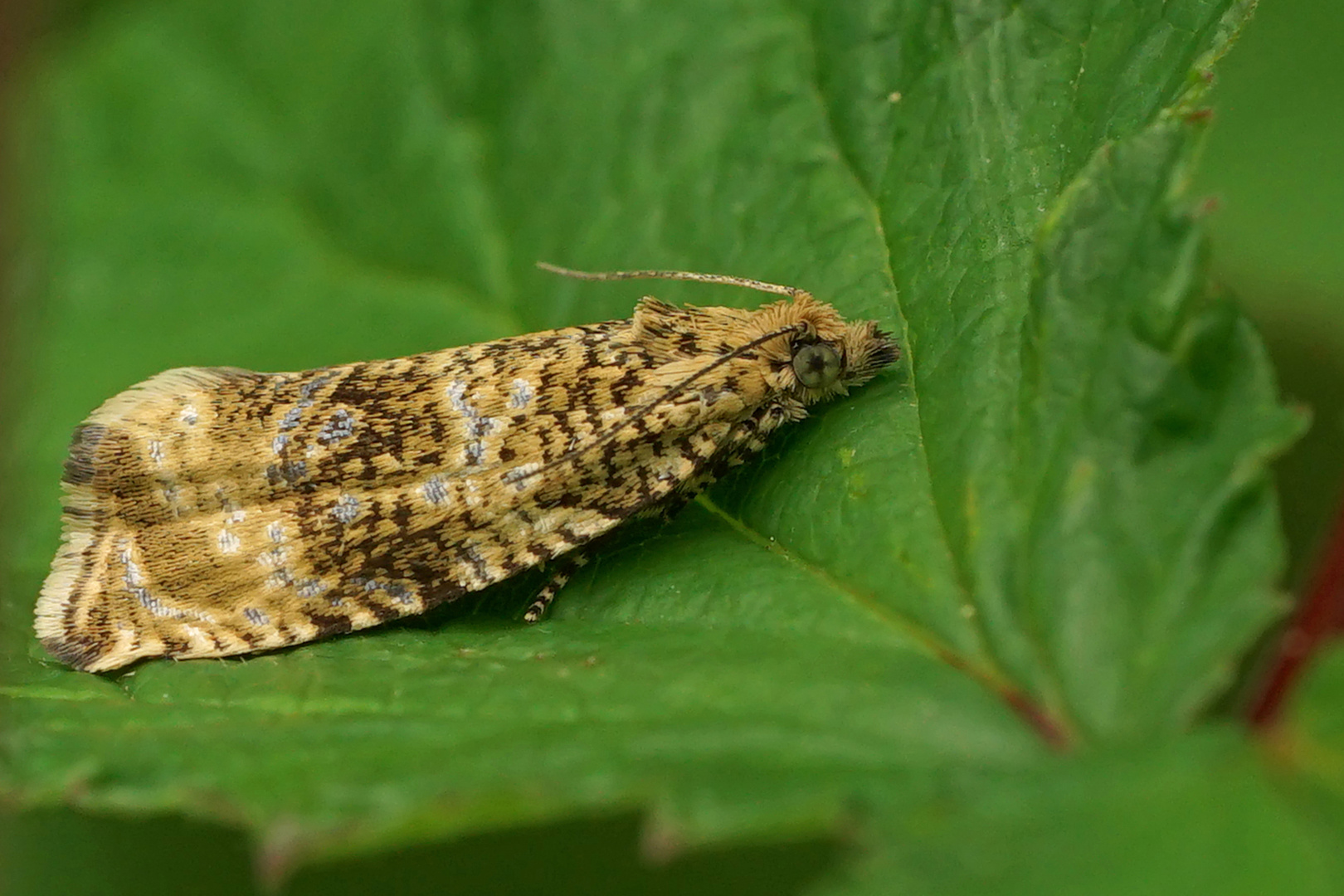 Wickler Foto & Bild | tiere, wildlife, schmetterlinge Bilder auf ...