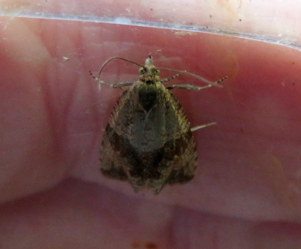 Wickler Foto & Bild | natur, insekten, tiere Bilder auf fotocommunity