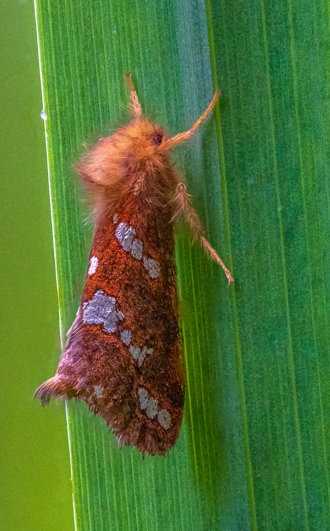 Wickler(Tortricidae) Foto & Bild | tiere, wildlife, insekten Bilder auf ...