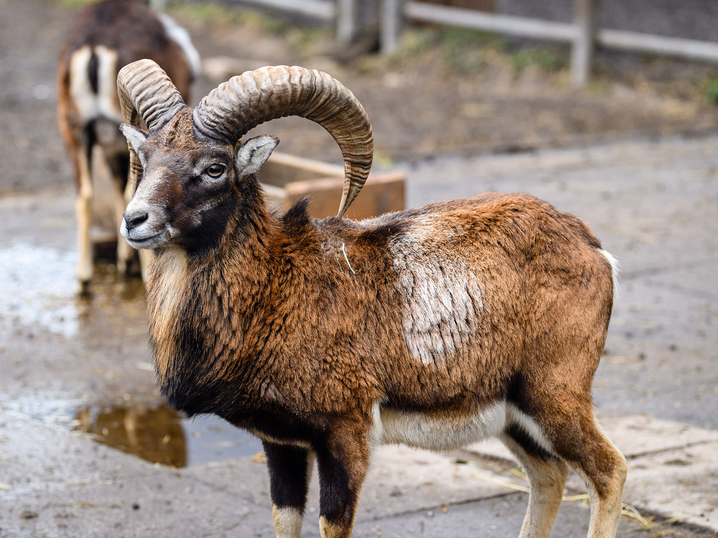 Widder Foto & Bild | natur, landschaft, zoo Bilder auf fotocommunity