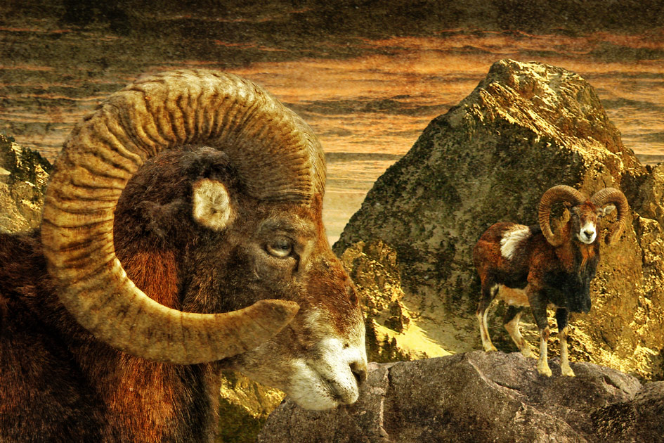 Widder Foto & Bild | fotomontage, fantasy mystery, digiart Bilder auf ...