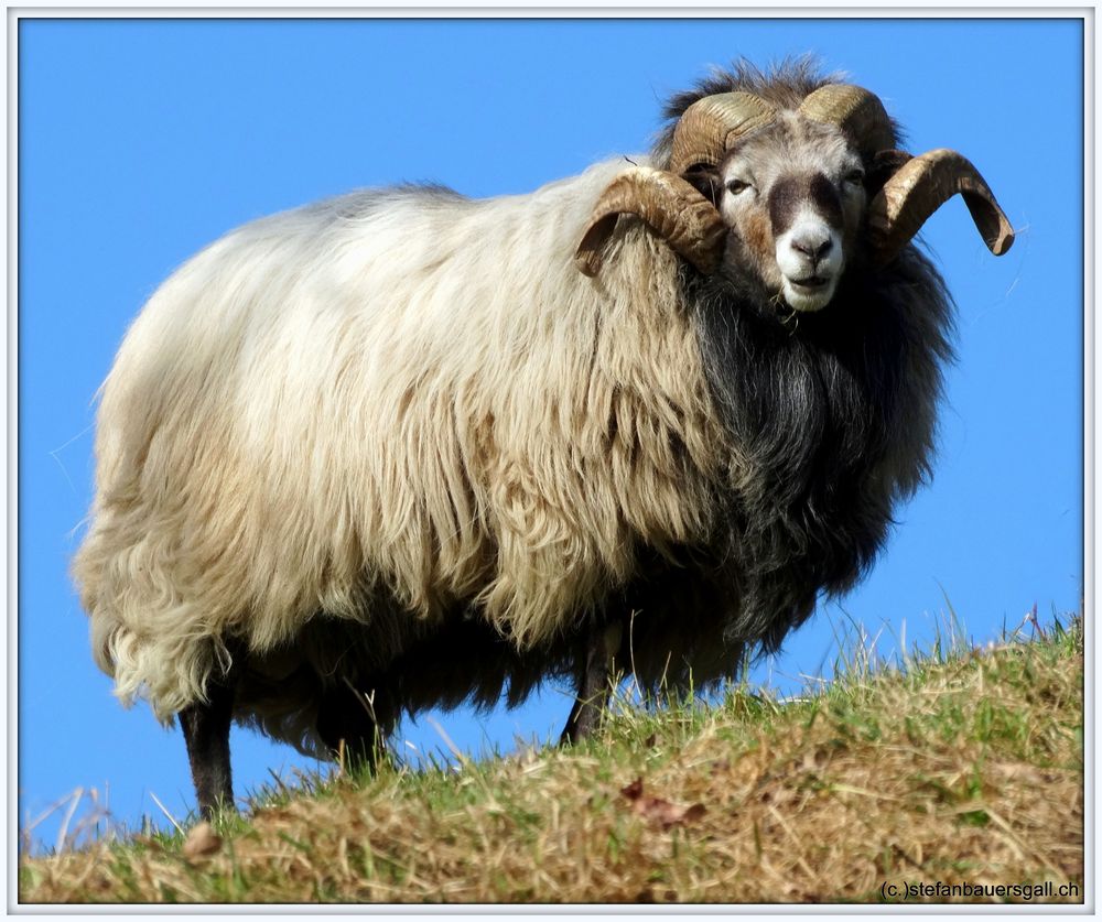 "Widder." Foto & Bild | tiere, haustiere, nutztiere Bilder auf ...