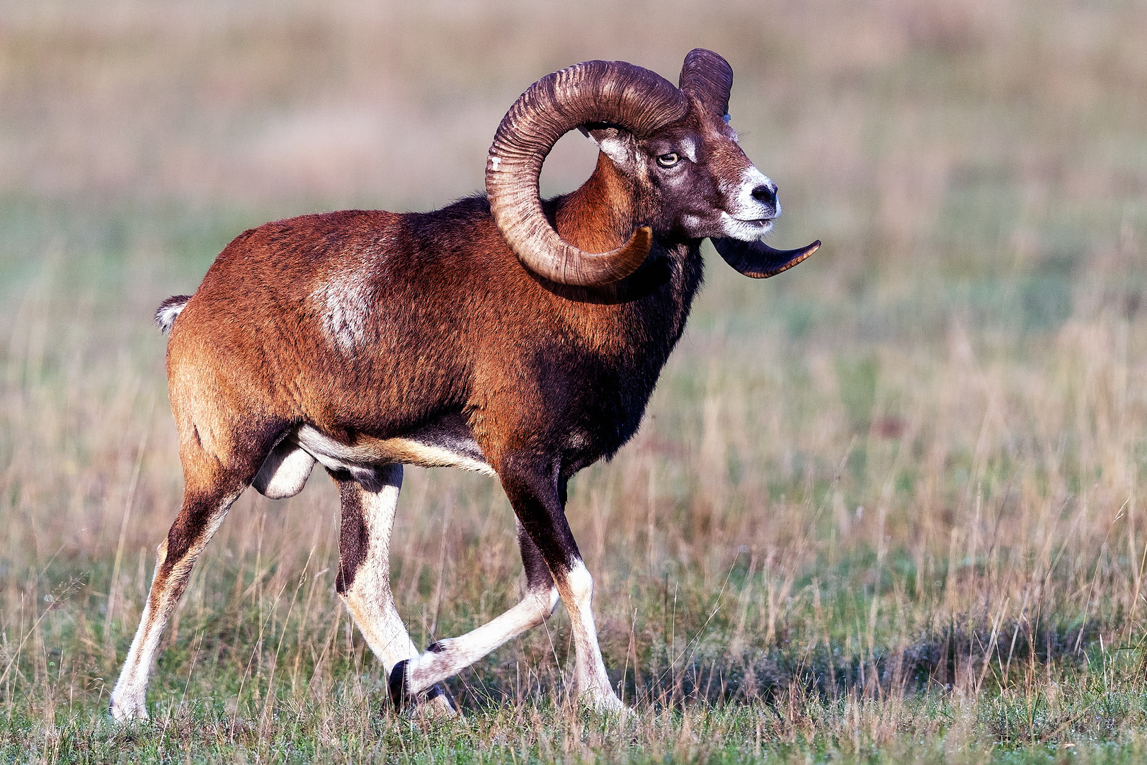 Widder Foto & Bild | tiere, haustiere, pferde, esel, maultiere Bilder ...