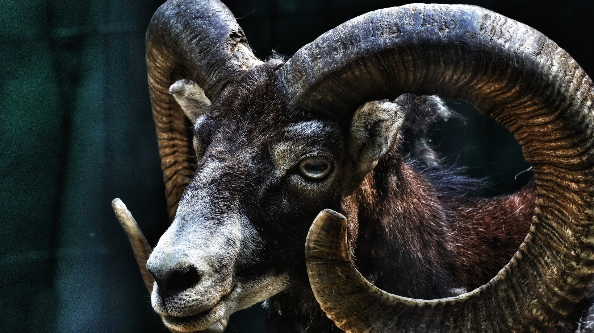 Widder Foto & Bild | fotos, outdoor, natur Bilder auf fotocommunity